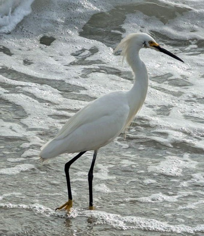 This snowy egret struts the shoreline like it's auditioning for a wildlife documentary, completely unaware of its supermodel status.