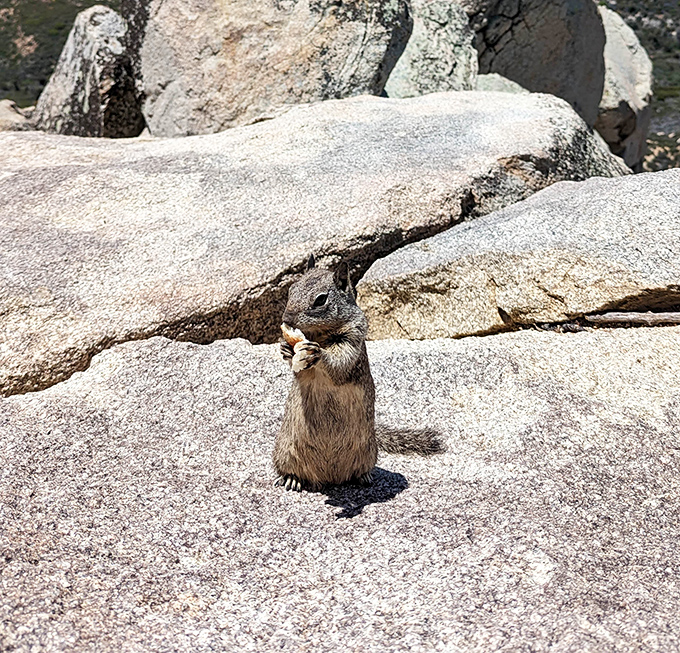 Got any snacks? asks this furry local, Cuyamaca's unofficial welcoming committee and master of the adorable guilt-trip technique.