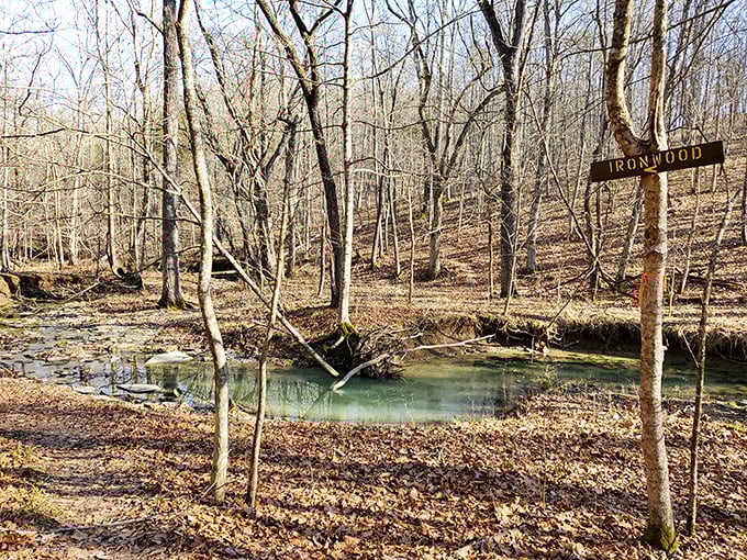 The Ironwood Trail reveals winter's secret beauty &ndash; when bare trees expose hidden streams and nature's architecture stands in stark, breathtaking relief.