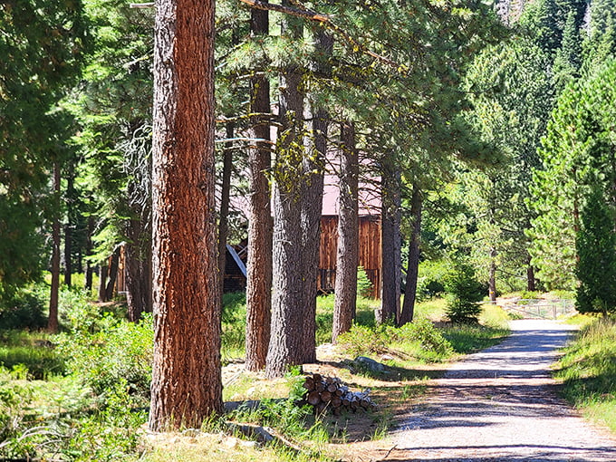 A forest path that whispers promises of adventure, shade, and possibly the best afternoon nap of your life.