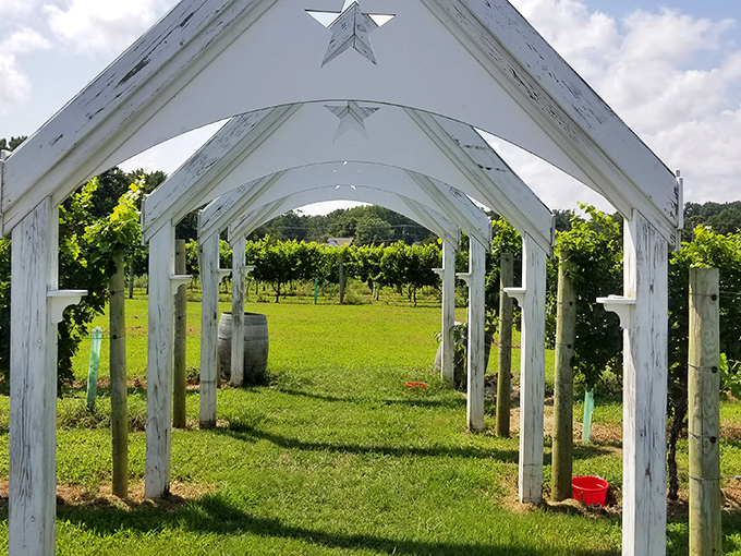 Wine country, Virginia style. The Dog and Oyster Vineyard's charming arbor leads visitors through rows of sun-dappled vines.