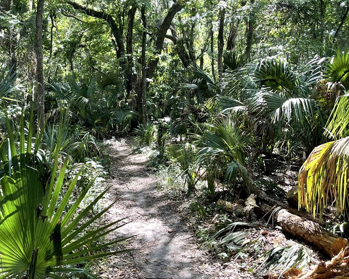 This palm-lined trail whispers promises of discovery. Follow it and you might find wildlife, or just your long-lost ability to relax.