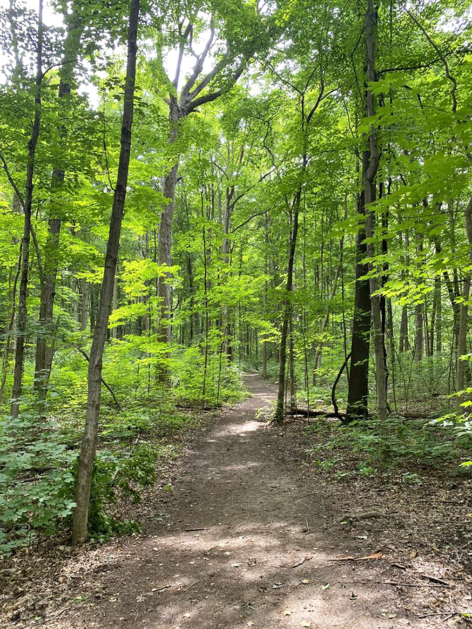 The forest's secret passageway. This sunlight-dappled dirt trail practically whispers, "Psst, want to see something amazing just around the bend?"