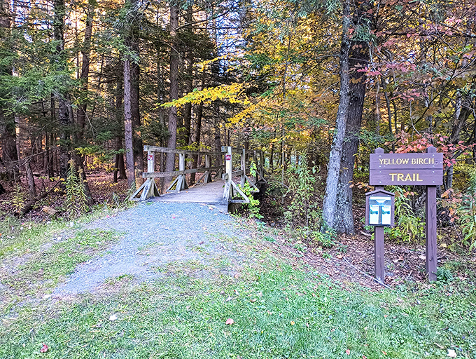 Adventure begins at the Yellow Birch Trail! Like the yellow brick road but with more squirrels and significantly fewer flying monkeys.