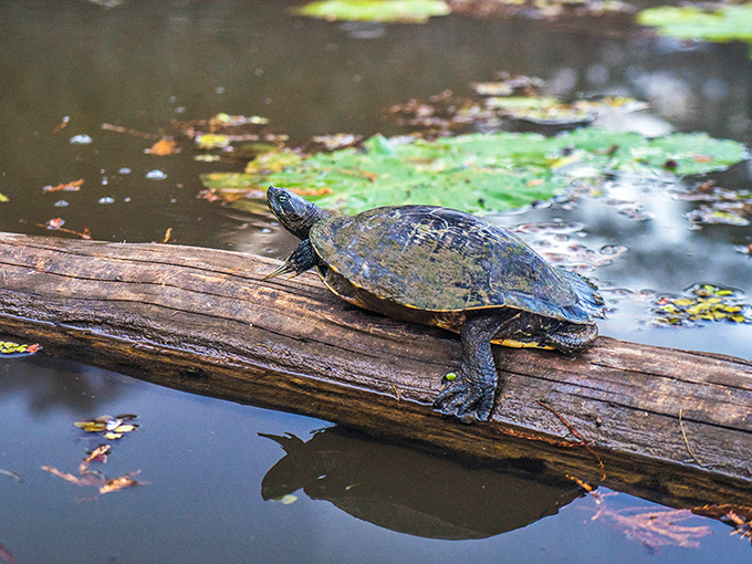 This sunbathing turtle has mastered the art of work-life balance better than most humans with meditation apps and yoga subscriptions.