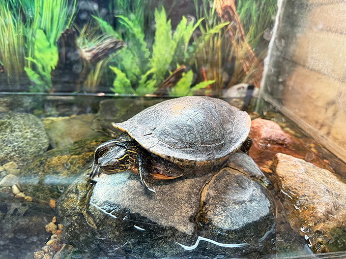 Shell yeah! This turtle has mastered the art of zen-like relaxation &ndash; a skill worth emulating during your park visit.
