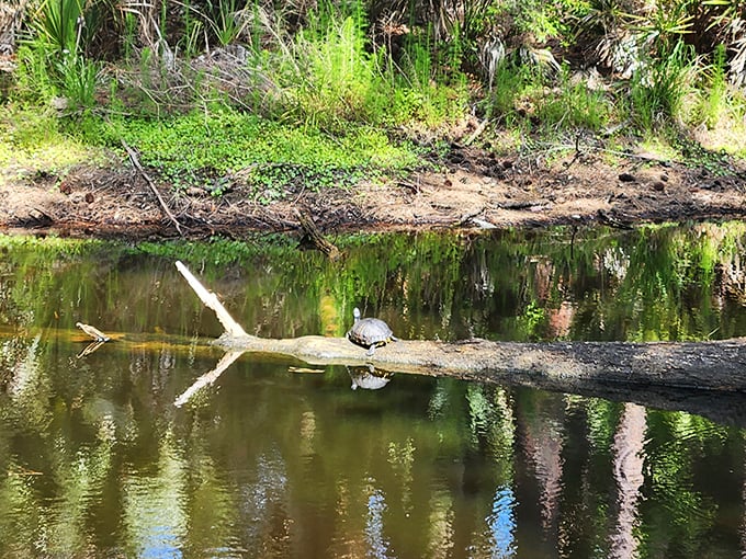 Turtle yoga? This shelled philosopher has mastered the art of sunbathing meditation on nature's perfect perch. 