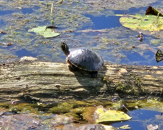 This turtle is living its best life, striking a perfect sunbathing pose. Nature's original solar-powered creature.