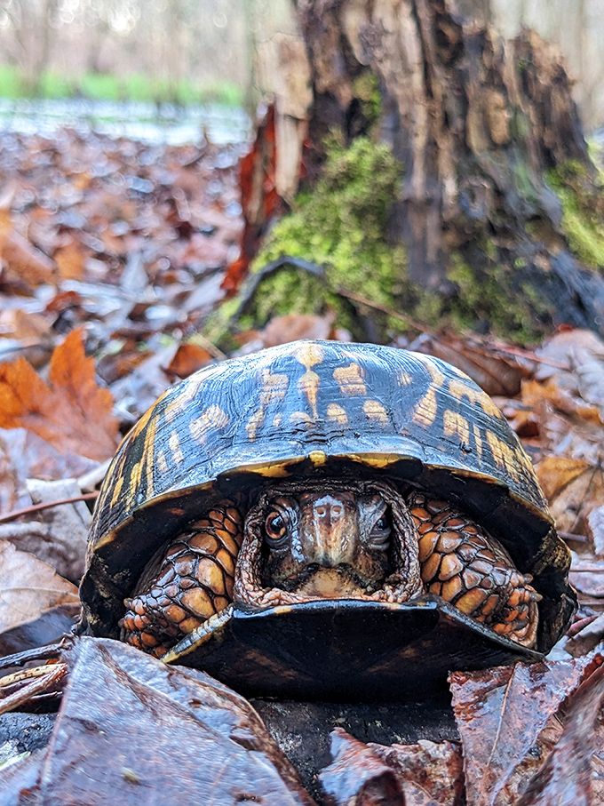 "Excuse me, do you have a moment to talk about turtle conservation?" This eastern box turtle seems ready for his close-up on the forest floor.