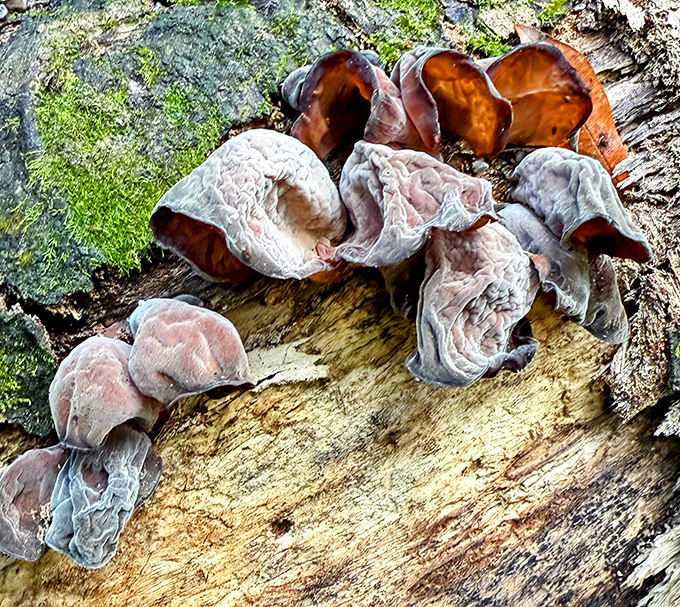 Nature's artistry on display: these wild mushrooms create their own miniature landscape, a reminder that even the smallest corners of the park hold wonders.