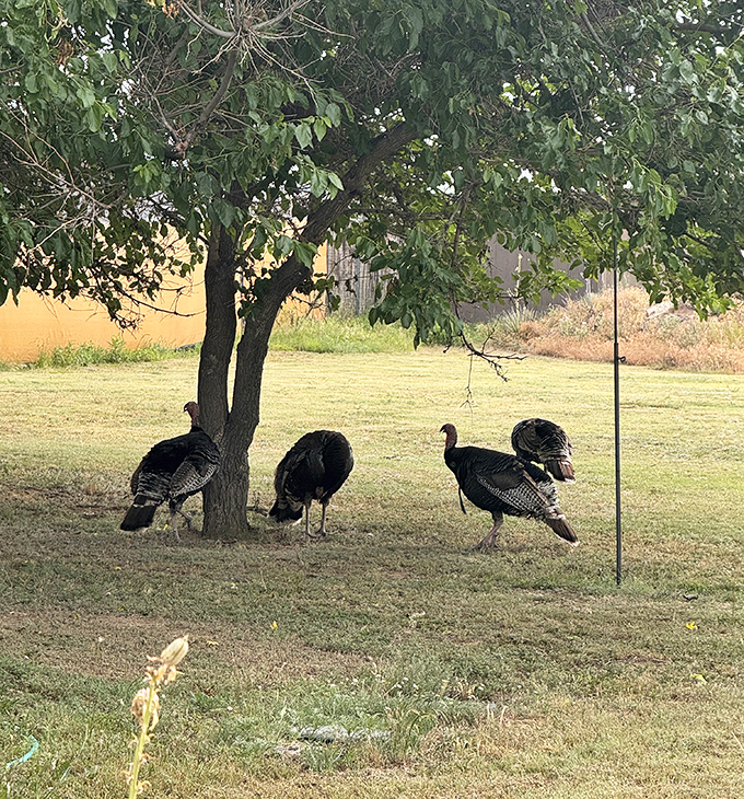 Wild turkeys strut through the campground like they're auditioning for a nature documentary about confident birds.
