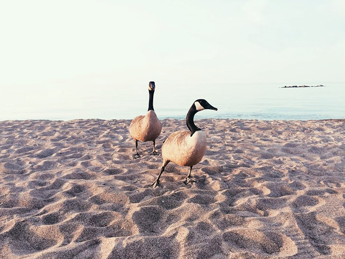 Canada geese strut the beach like they own the place &ndash; and honestly, they kind of do.