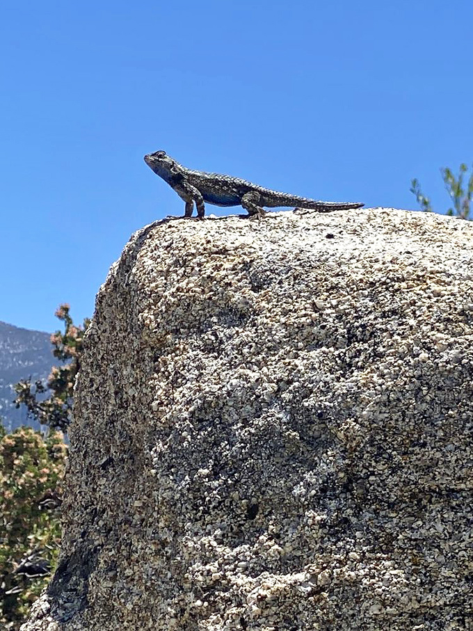 "This is my rock. There are many like it, but this one is mine." Local wildlife claims prime real estate with the best views in town.