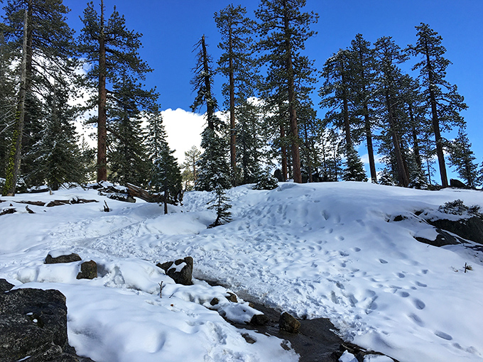 Winter's quiet blanket transforms Yosemite's trails into a hushed wonderland. The falls may sleep, but the magic never does.