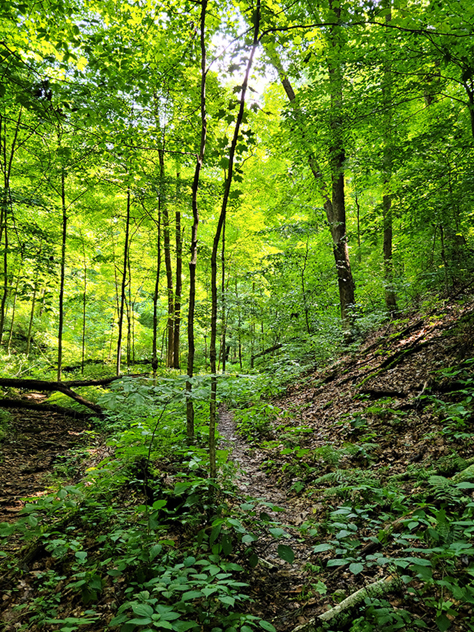 The forest floor comes alive with spring wildflowers along this secluded trail &ndash; nature's own welcome committee.