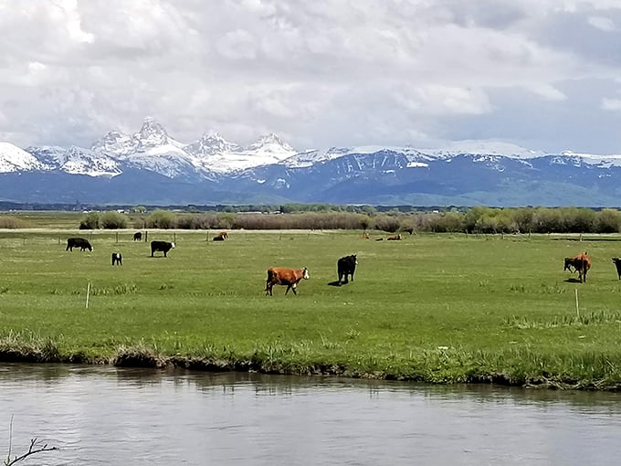 Idaho's version of free-range cattle therapy &ndash; where bovine residents graze contentedly against a backdrop that would make any landscape painter weep.