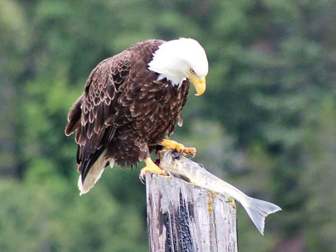 Excuse me, I'm having dinner here! This bald eagle's fresh catch proves that farm-to-table dining has nothing on sky-to-talon cuisine.
