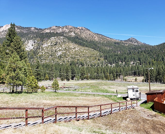 The kind of view that makes smartphone photographers curse their device's limitations. Towering pines frame mountains in perfect postcard formation.