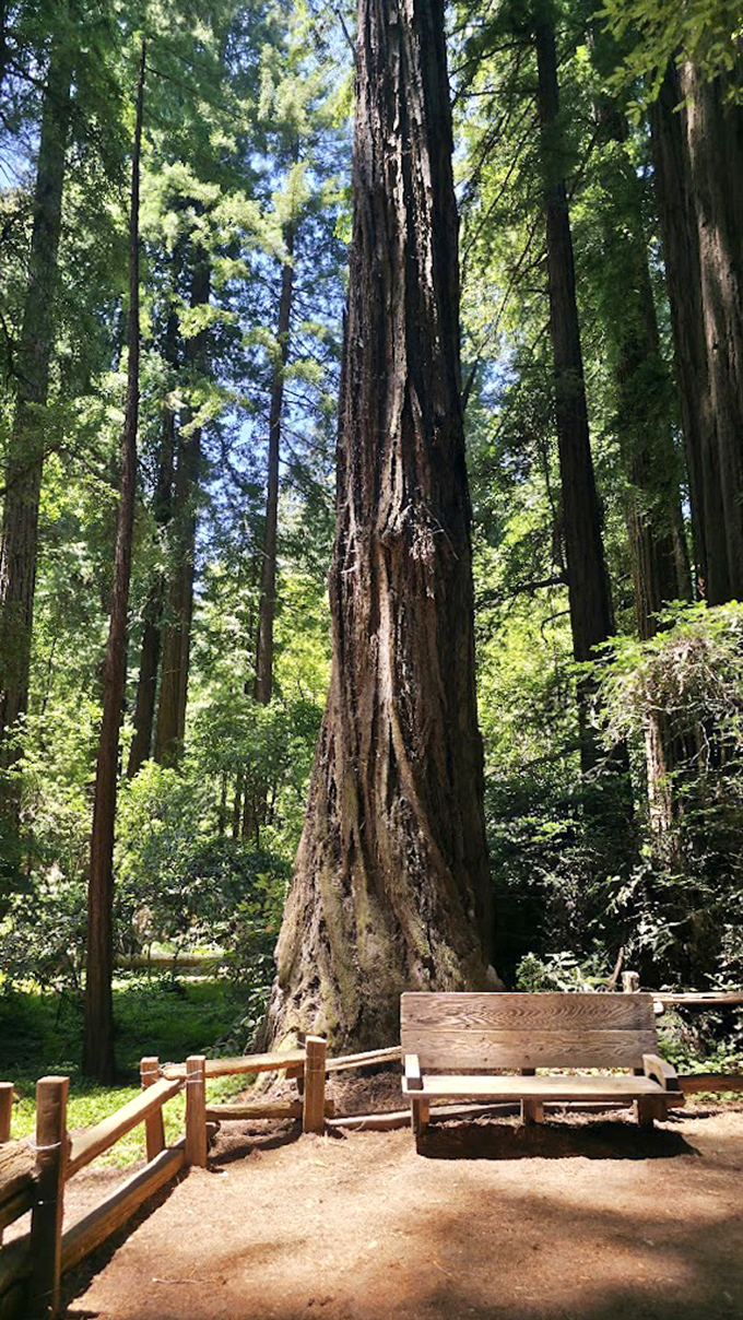 Meet one of California's arboreal celebrities, standing tall since before Columbus set sail. That bench? Just for scale.