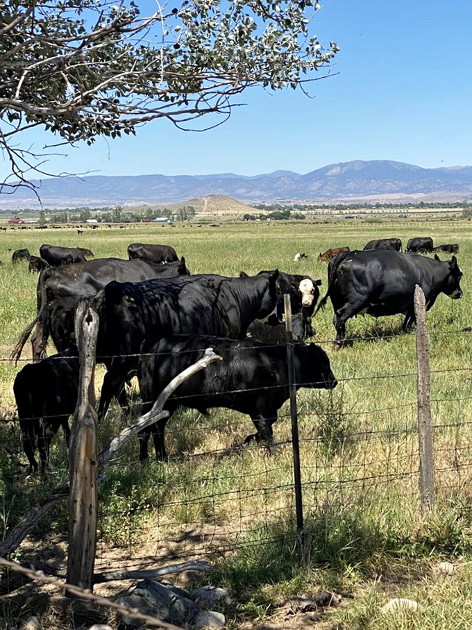 Black cattle graze contentedly in nearby meadows, blissfully unaware they're part of someone's perfect pastoral vacation photo.