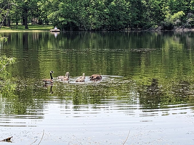 A family of Canada geese enjoying their own version of a lazy Sunday float &ndash; no inflatable tubes required.