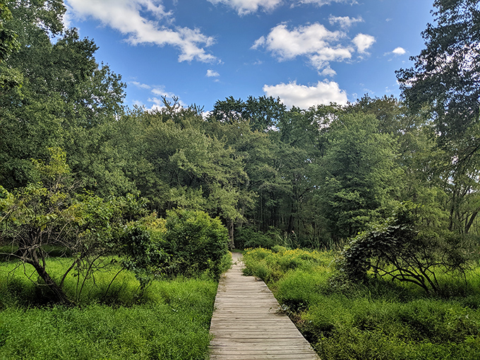 The forest beckons with cool green sanctuary, a leafy respite where temperature drops ten degrees and stress levels drop even further.