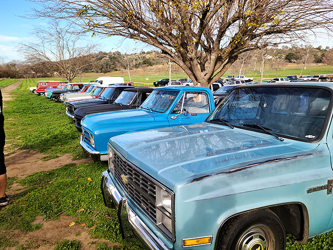 Classic trucks line up like a timeline of American automotive history, their faded paint telling stories of country roads traveled.