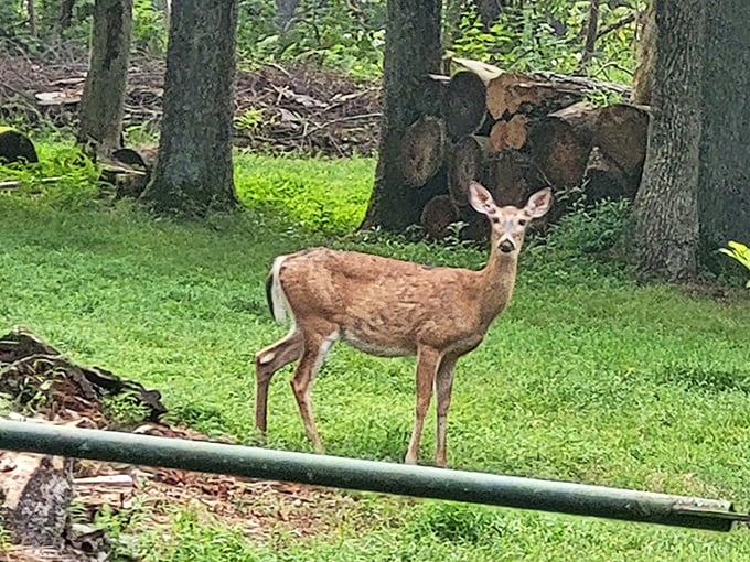"Excuse me, did you make a reservation?" Local wildlife ensuring you remember whose home you're actually visiting.