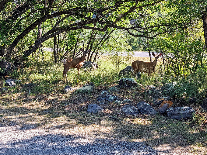 The welcoming committee doesn't say much, but they're always watching. These mule deer have mastered the art of blending into the landscape until&mdash;surprise!&mdash;they're right beside your campsite.
