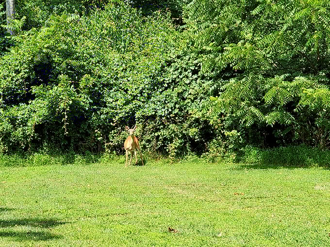 Local wildlife enjoys the area too, occasionally photobombing your pictures with unexpected grace and perfect timing.