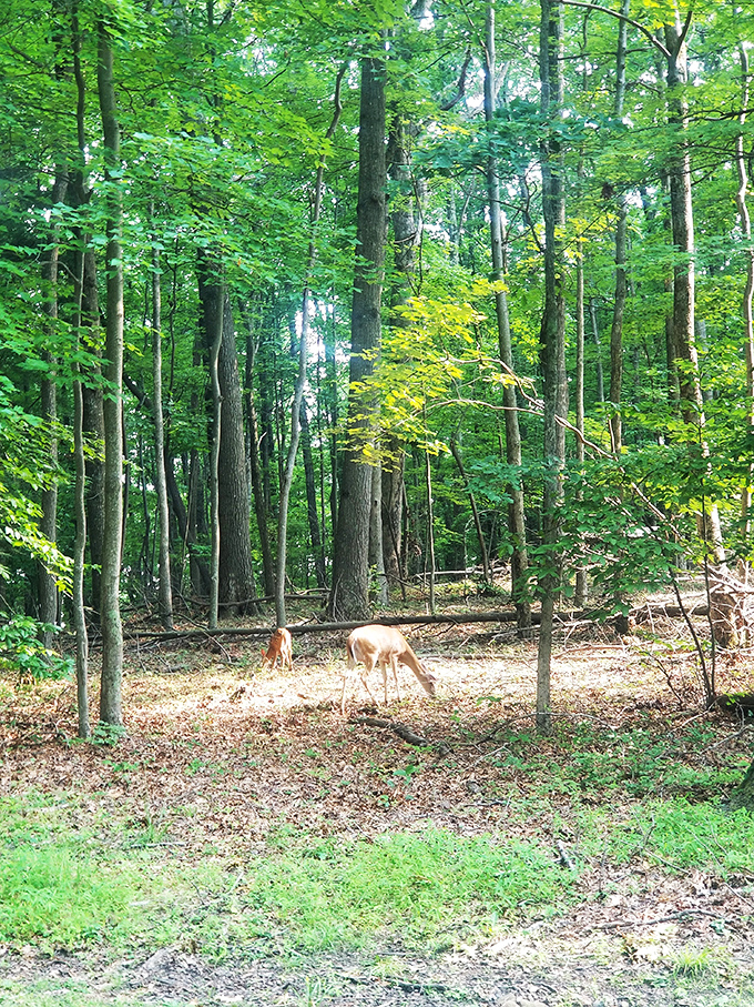 Dinner theater, Appalachian style. These woodland residents perform daily shows for patient observers willing to sit quietly.