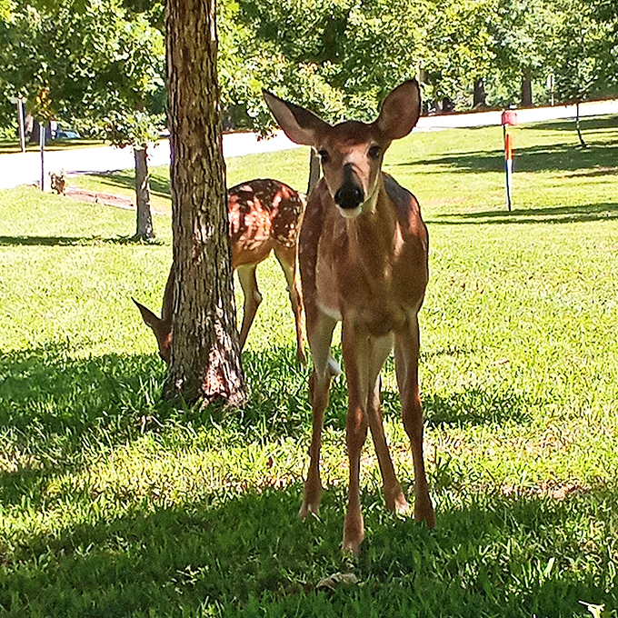 Excuse me, do you have a reservation? This woodland greeter inspects visitors with the curious dignity only deer can master.