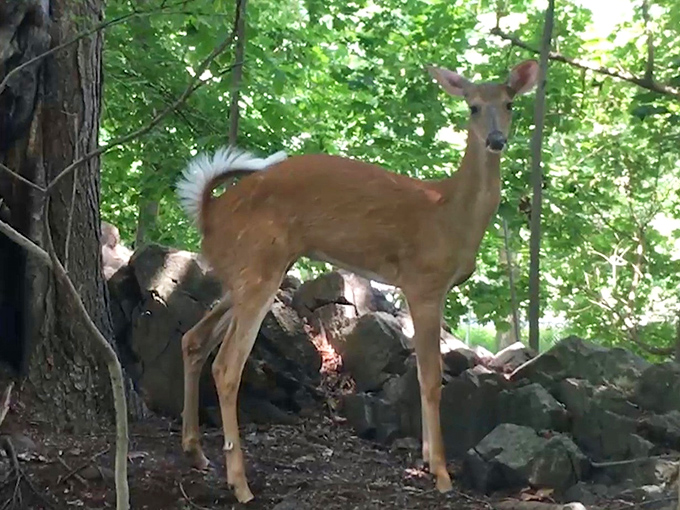 Pennsylvania wildlife makes an appearance near the caverns. This deer clearly didn't get the memo about underground exploration being the main attraction.