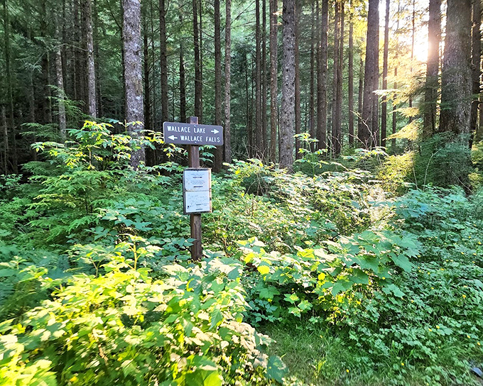Decision time at the forest crossroads. Choose your own adventure, but remember&mdash;all paths lead to some form of Pacific Northwest magic.