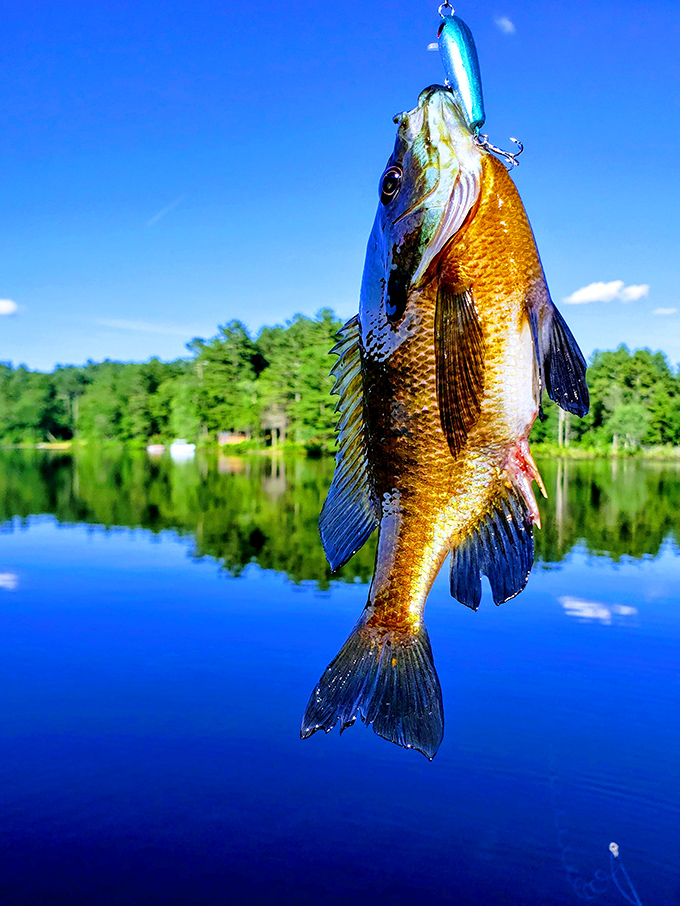 That fish caught its moment of glory before heading back for another swim in Walker Pond.