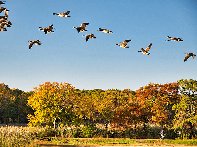 Canada geese perform their synchronized flying routine against a backdrop of fall foliage. Nature's version of the Blue Angels, just slightly more opinionated.