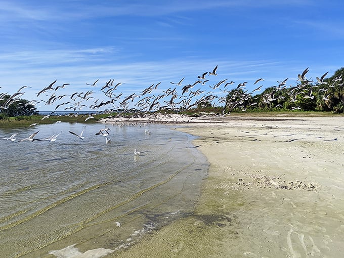 The avian equivalent of rush hour. When birds throw a beach party, they don't bother with invitations&mdash;they just know where to find the good stuff.