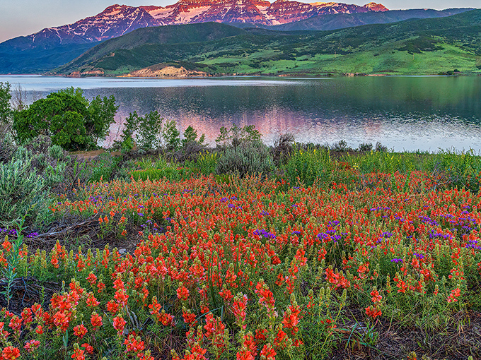 Nature's own fireworks display—wildflowers painting Deer Creek's shoreline in vibrant reds while sunset kisses the mountain peaks.