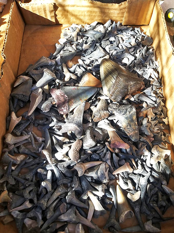 Ancient shark teeth tell silent stories of prehistoric oceans. Who needs a museum when you can hold millions of years of history in your palm?