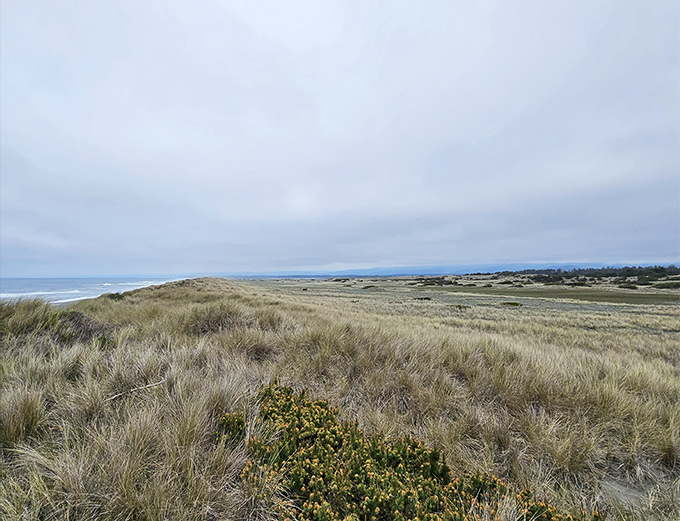 The dunes' golden waves frozen in time. Like someone hit pause on the ocean and moved it inland for a change of scenery.