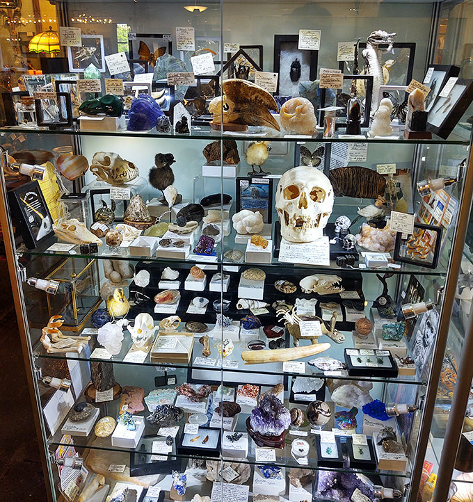 Cabinet of curiosities or conversation starter? This collection of natural specimens proves one person's "oddity" is another's perfect mantelpiece treasure.