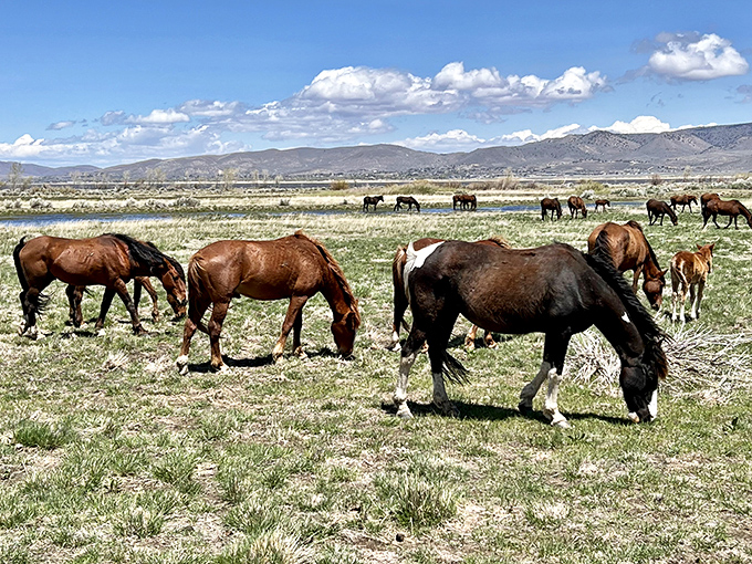 Wild horses couldn't drag me away! The Virginia Range herd grazes peacefully in meadows with mountain backdrops worthy of a Western film.