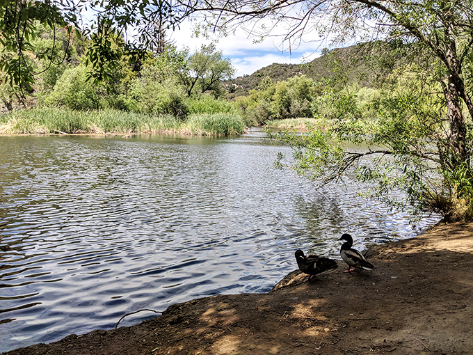 When the lake surface turns mirror-smooth, ducks glide across reflections so perfect you'll question which way is actually up.