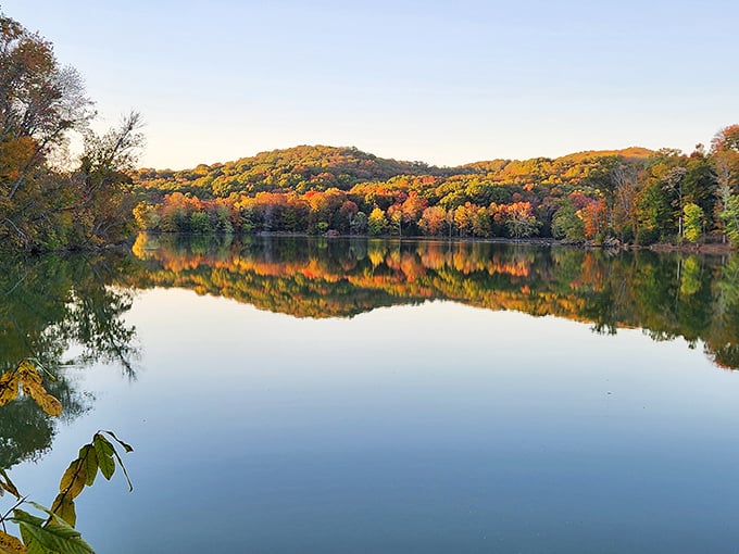 Fall's paintbrush transforms Radnor Lake into a masterpiece of amber and gold, proving Mother Nature is the original Instagram influencer.