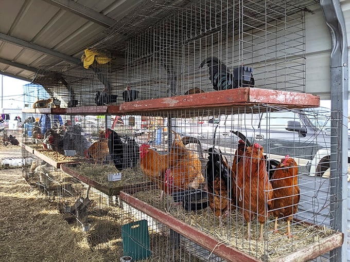 Farm fresh takes on a whole new meaning! These feathered residents remind visitors that Mary's connects urban shoppers with rural traditions.