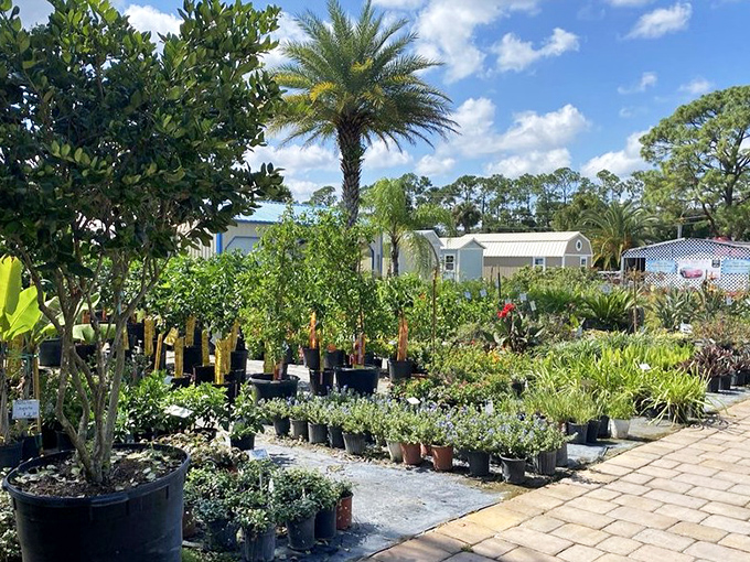 A plant lover's dream where you can adopt everything from tiny succulents to palm trees tall enough to provide shade for your shade.