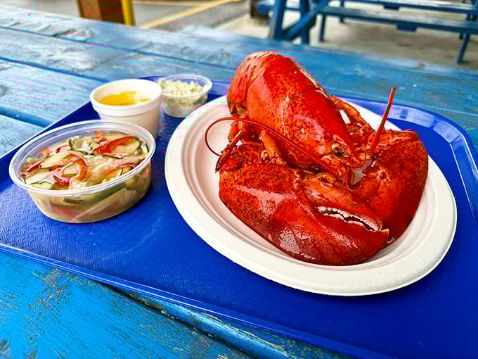 A whole lobster, gloriously red and ready for battle. The ultimate hands-on dining experience where the struggle is real but infinitely rewarding.