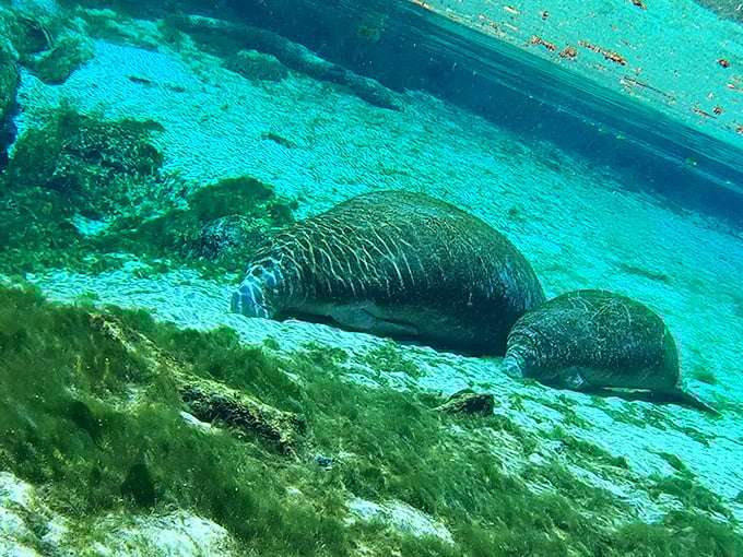 Gentle giants taking a spa day. Manatees visit the springs during cooler months, looking like prehistoric submarines with whiskers.
