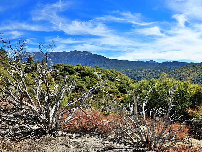 A tapestry of textures&mdash;weathered trees, distant peaks, and chaparral create a landscape that's pure California, rugged and beautiful in equal measure.