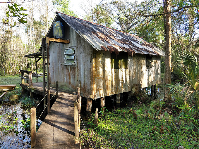 This weathered cabin stands as a rustic reminder of the park's logging past, looking like it belongs in a Southern Gothic novel.